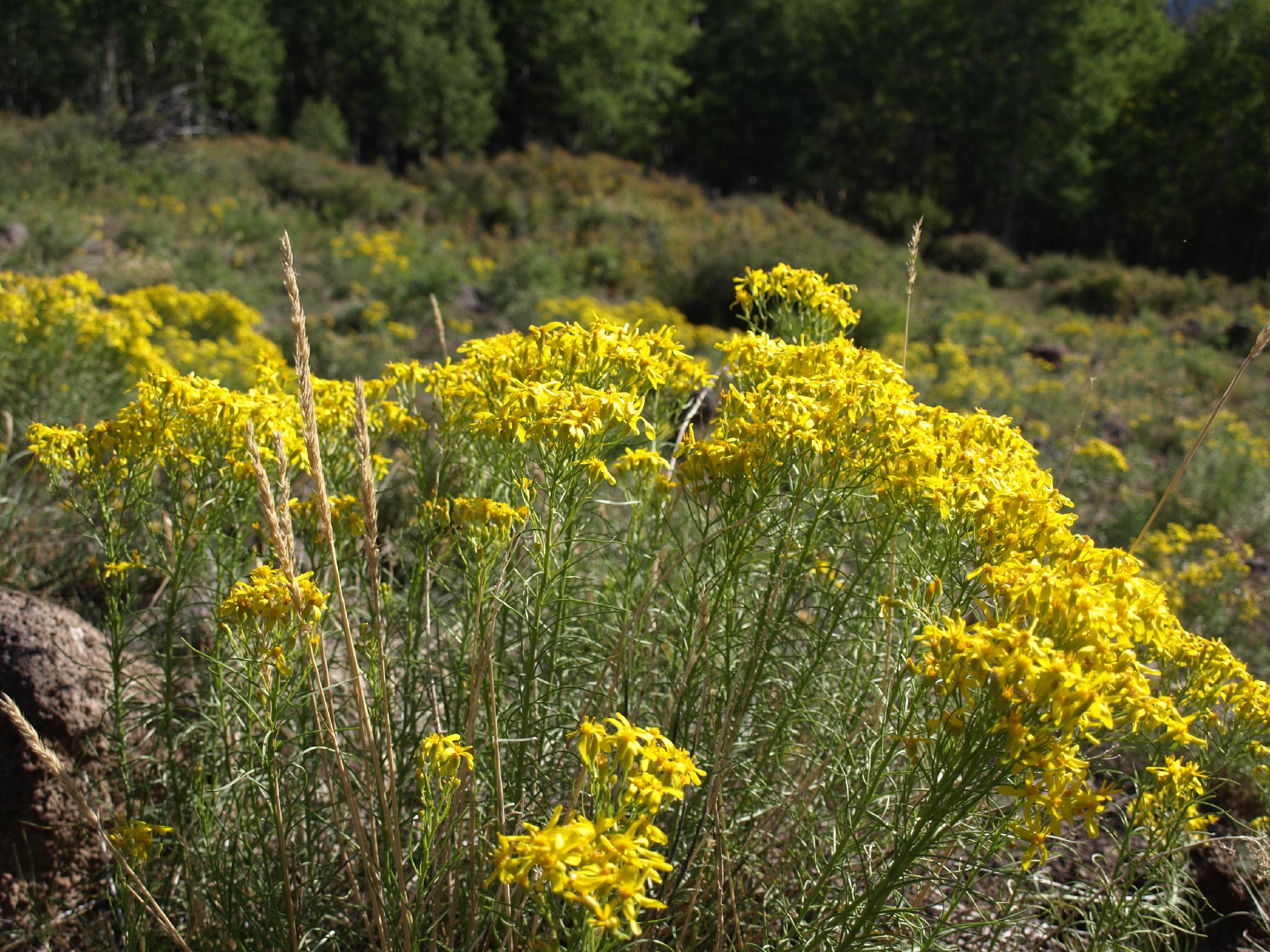 Hiking Blind Lake - Boulder Mountain - Road Trip Ryan
