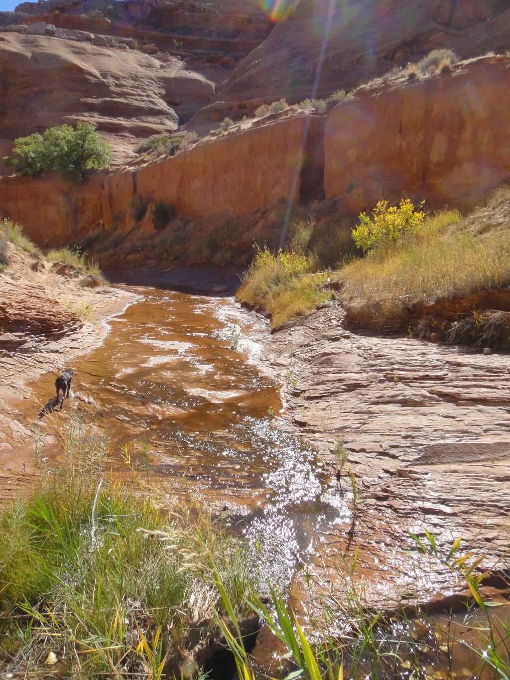 Hiking Hog Springs - North Wash - Road Trip Ryan